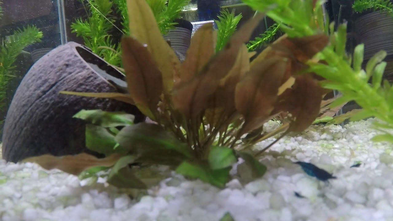 Ma crevette bleue - YouTube