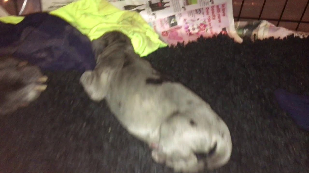 1 day old MERLE MASTIFFS puppies from Kota & Bahiemath | DESIGNER ...