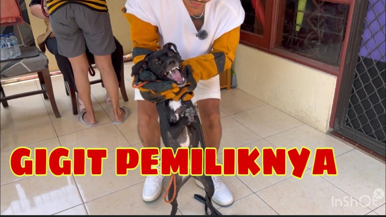 MENGATASI ANJING YANG BERANTEM ‼️ PEMILIKNYA DIGIGIT - YouTube