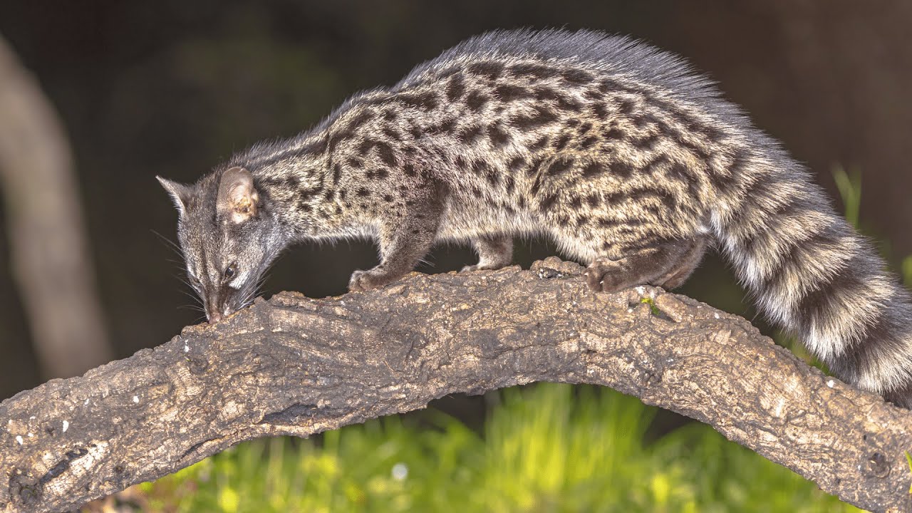 Genet | Biodiversity by The Navigator Company - YouTube