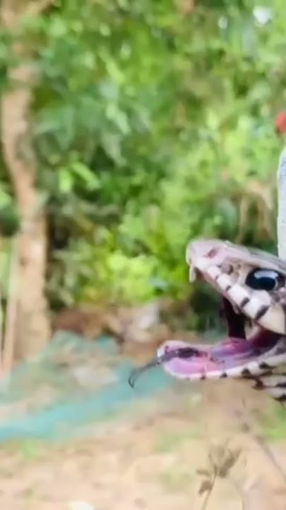 SNAKE ASMR #satisfying #shorts #youtubeshorts #asmr #trending #viral # ...