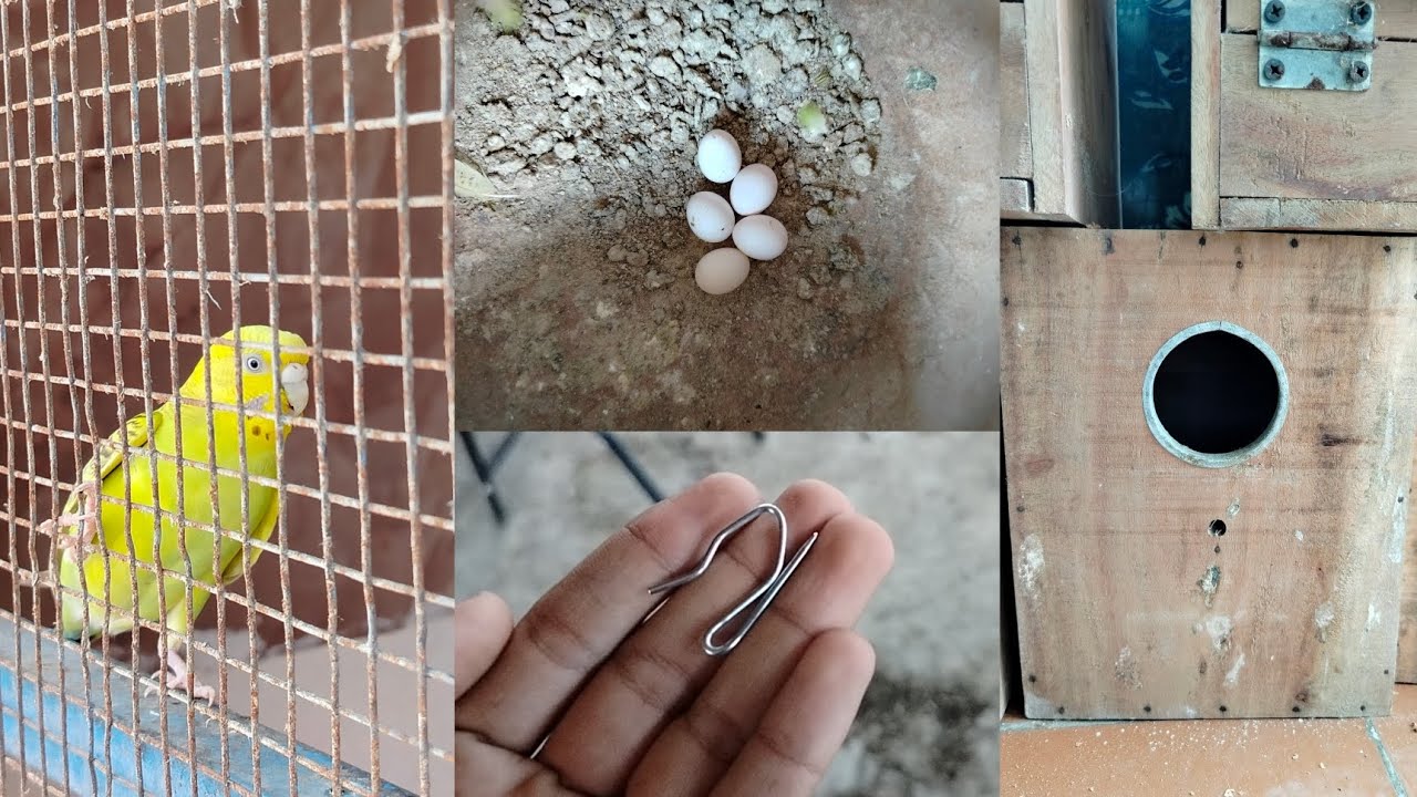 without box option cage me box kese lagain - YouTube