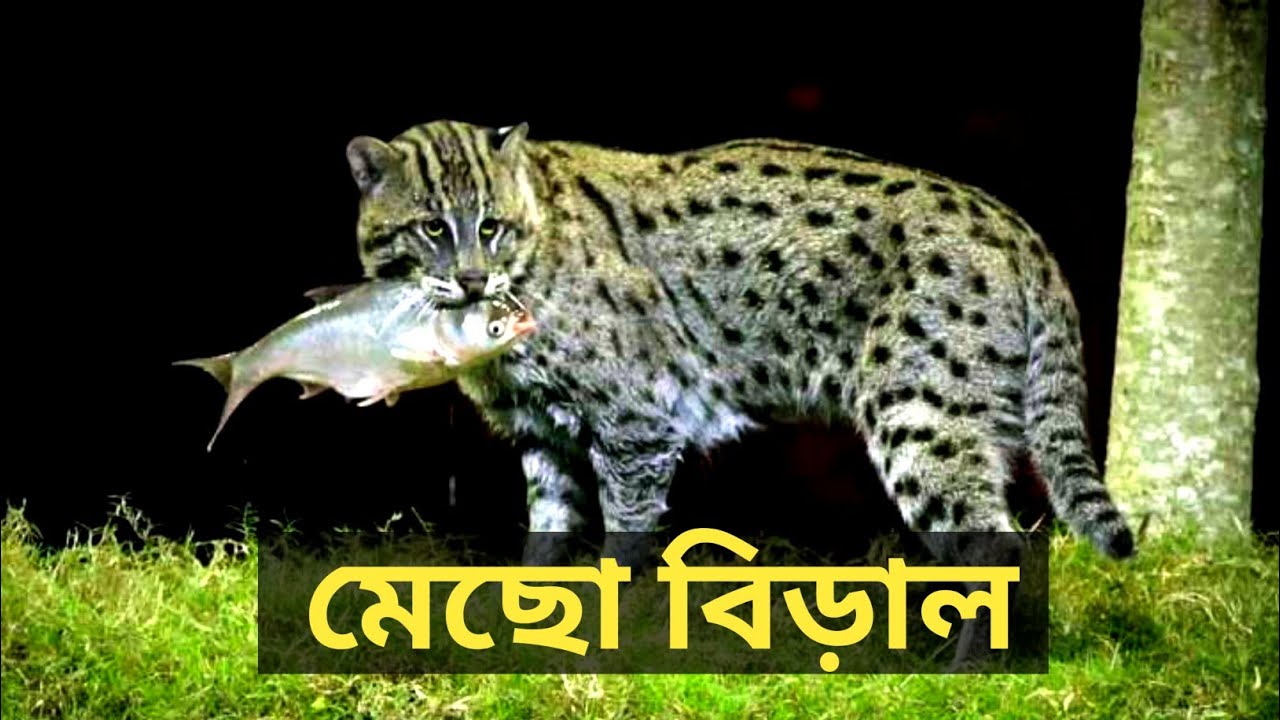 Rere footage extinct animals। Rarest animals in the world। most Rarest ...