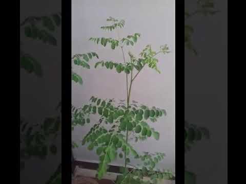 Sanjivani booti (tree for life) - YouTube