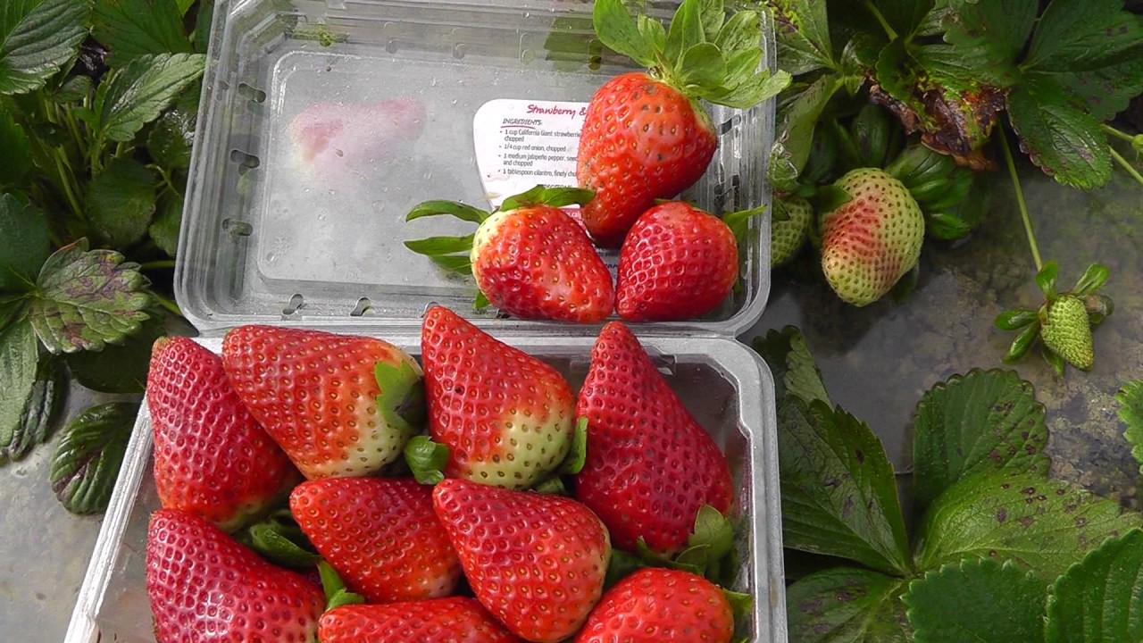 Live From the Fields: Strawberries. Oxnard, CA - YouTube