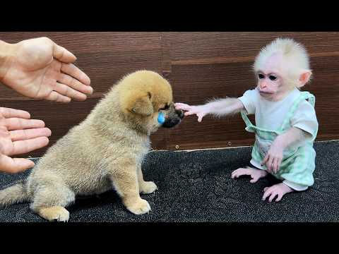 The childhood lives of baby monkey xuka and Kun the puppy !