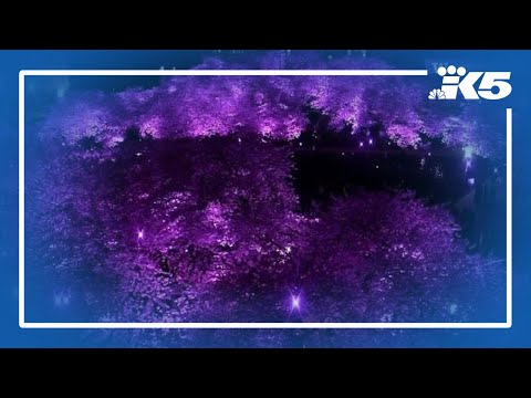 Crowds gather for ‘Night Blossoms’ cherry tree event at UW Quad