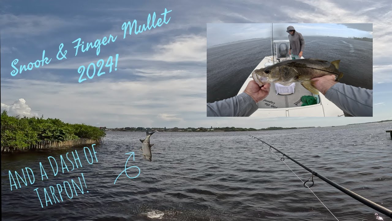 Snook & Tarpon - Mullet Run 2024! - YouTube