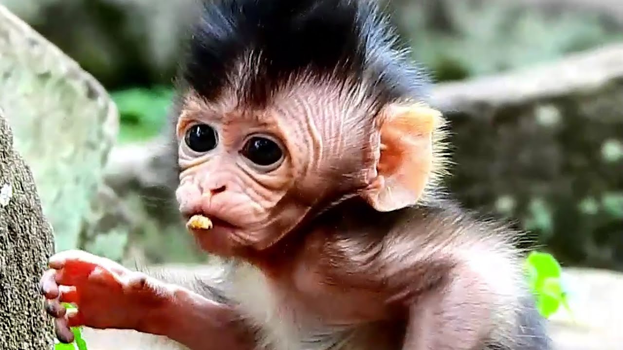 Adorable Newborn Baby Monkey So Cute And Funny - YouTube