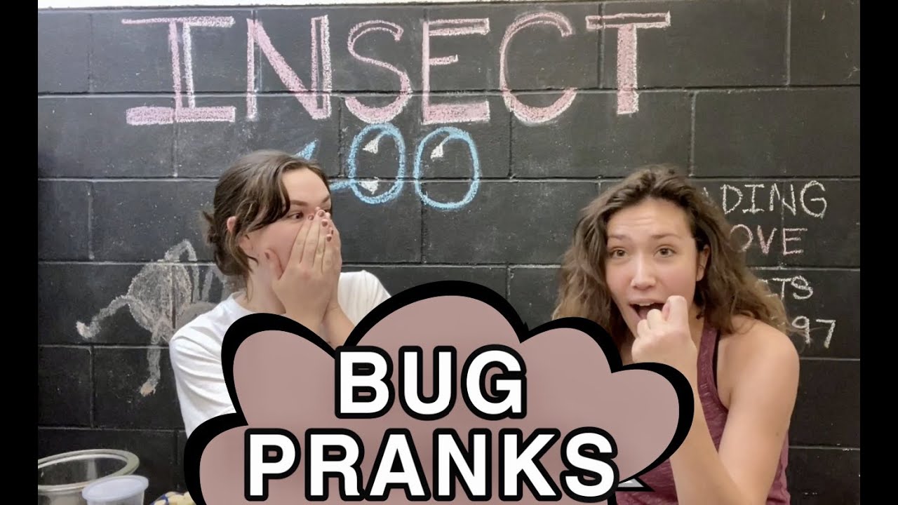 Bug Pranks! - YouTube
