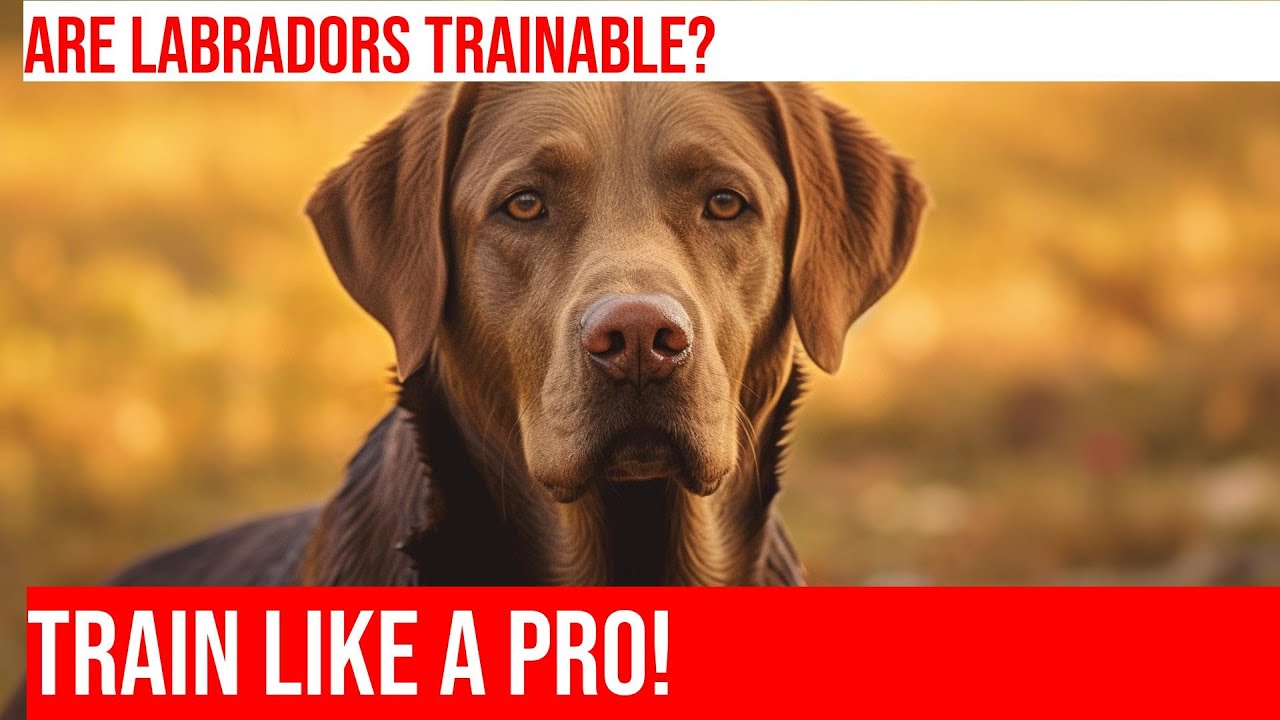 Train Your Labrador Retriever: Tips for Easy Training - YouTube