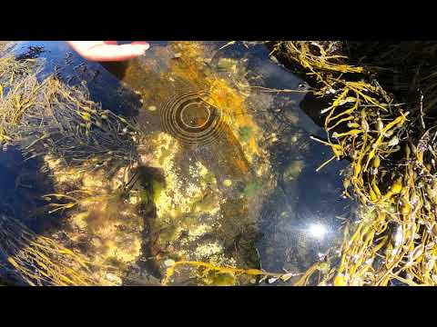 Tectura testudinalis - YouTube