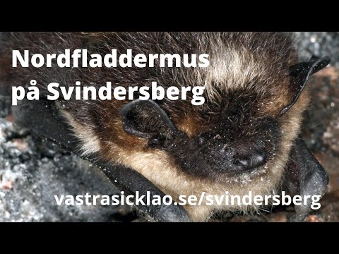 Ljud av nordfladdermus på Svindersberg i Nacka - YouTube