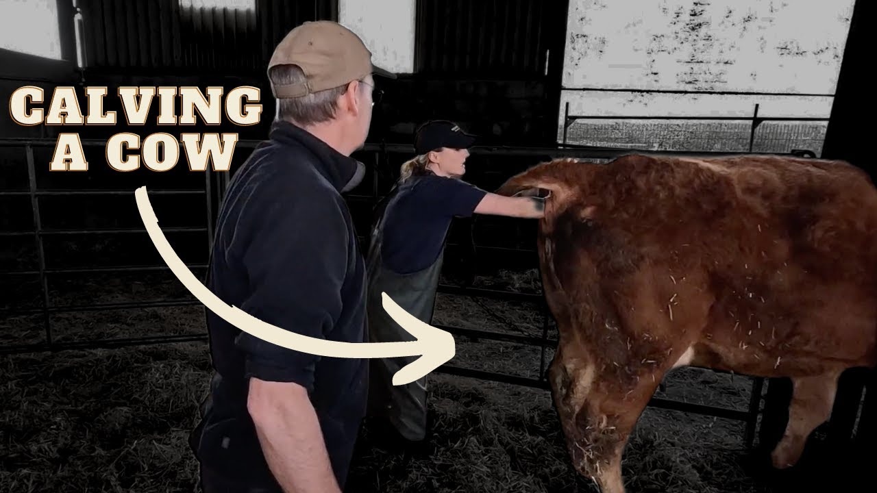 How to calve a cow - YouTube