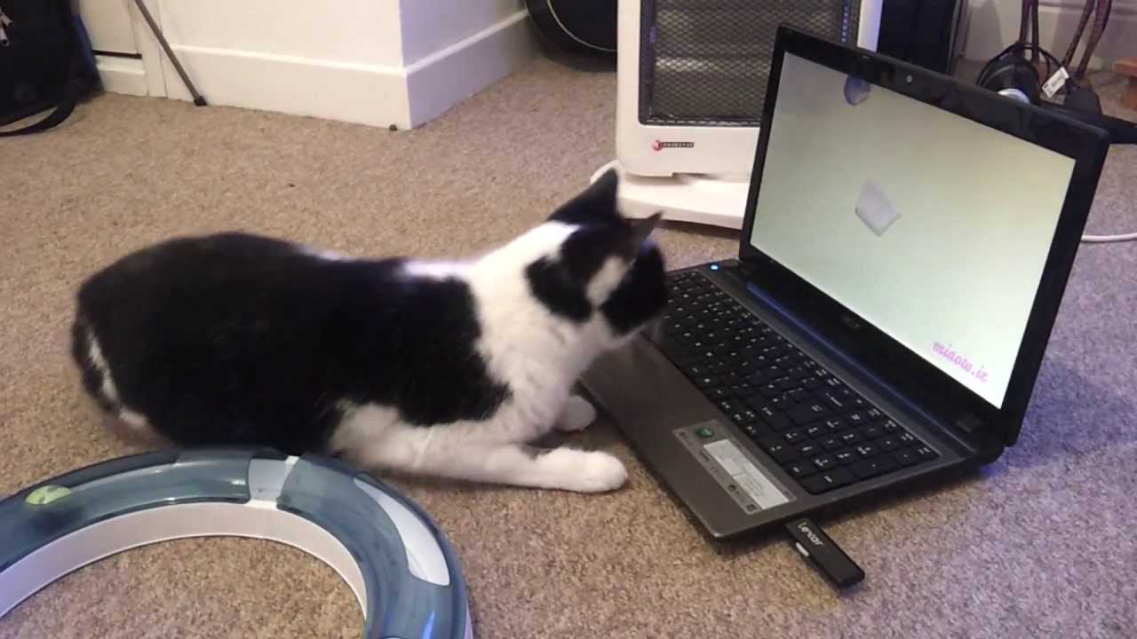 Defiant Cat is Defiant - YouTube