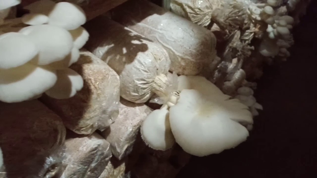 Panen jamur tiram di bali - YouTube