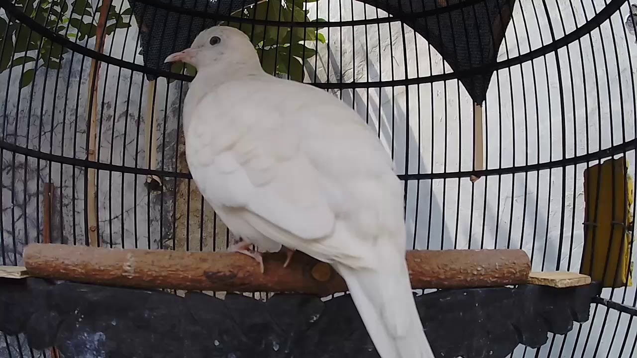 PERKUTUT putih raja ngayer part 2 cocok untuk pancingan semua jenis ...