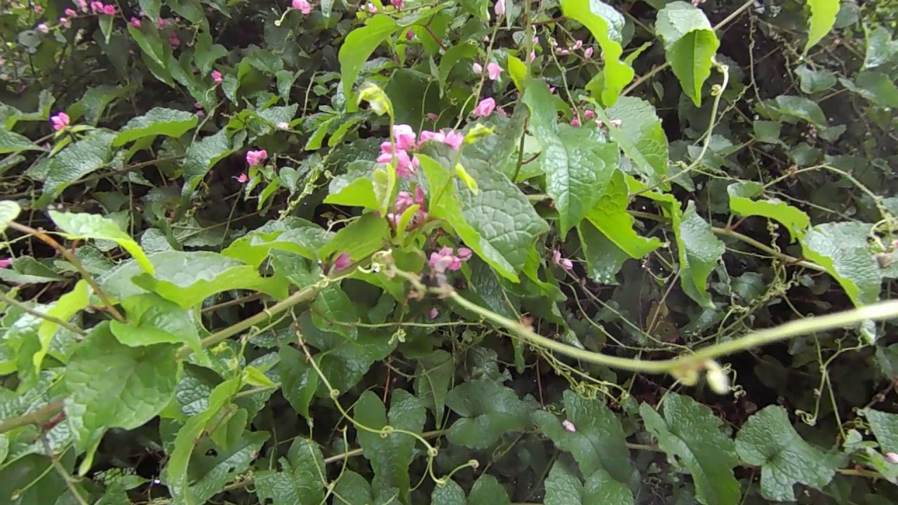 Our Hometown - Pokok Assam - 2017.10.07 - YouTube