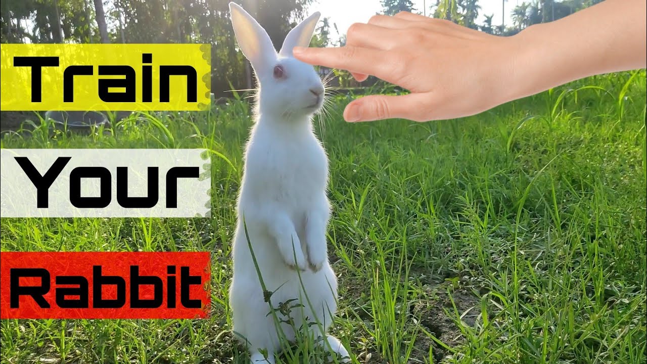 How to Train a Rabbit | Episode 1 | Assam Krishi TV - YouTube