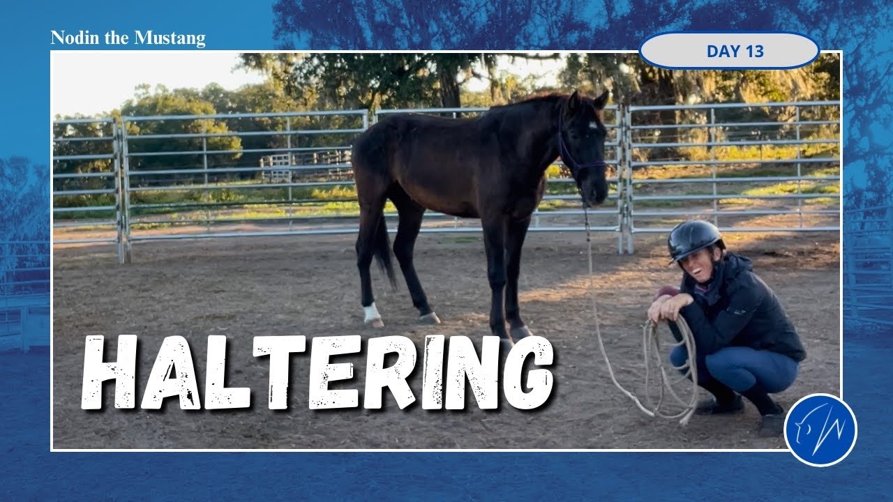 A step-by-step haltering routine (Day 13 with Nodin the Mustang) - YouTube