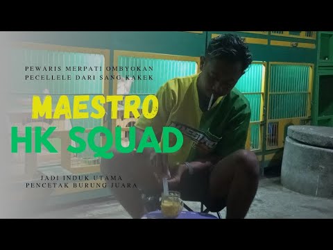 virall!! Merpati obyokan dari pecel lele jadi induk utama team MAESTRO HK SQUAD - YouTube