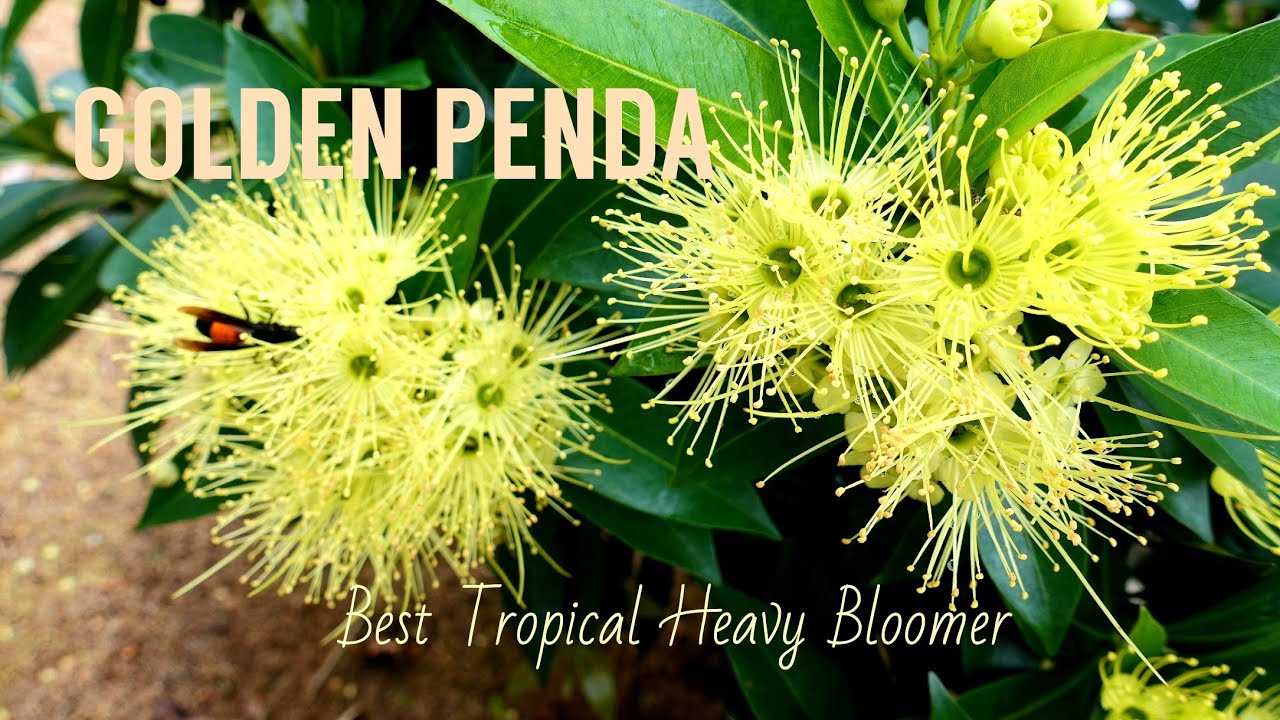 GOLDEN PENDA: Pokok berbunga cantik sesuai untuk dekorasi taman - YouTube