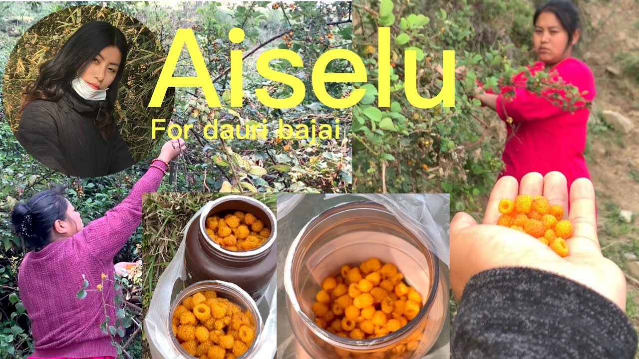 Aiselu for dauri bajai😜 Kancha Rocks YOman BOOM😅🤘👊 - YouTube