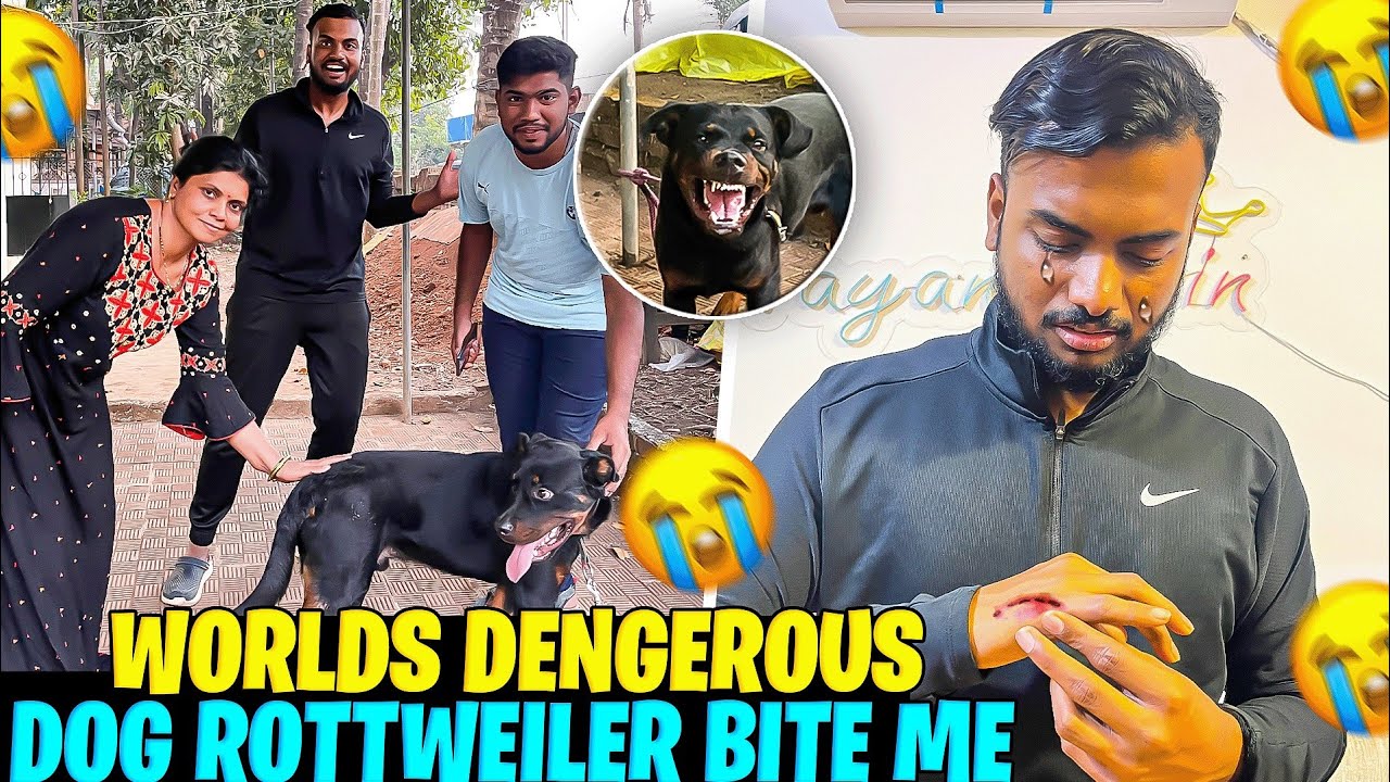 Worlds Dengerous Dog Rottweiler Bite Me 😱 - YouTube
