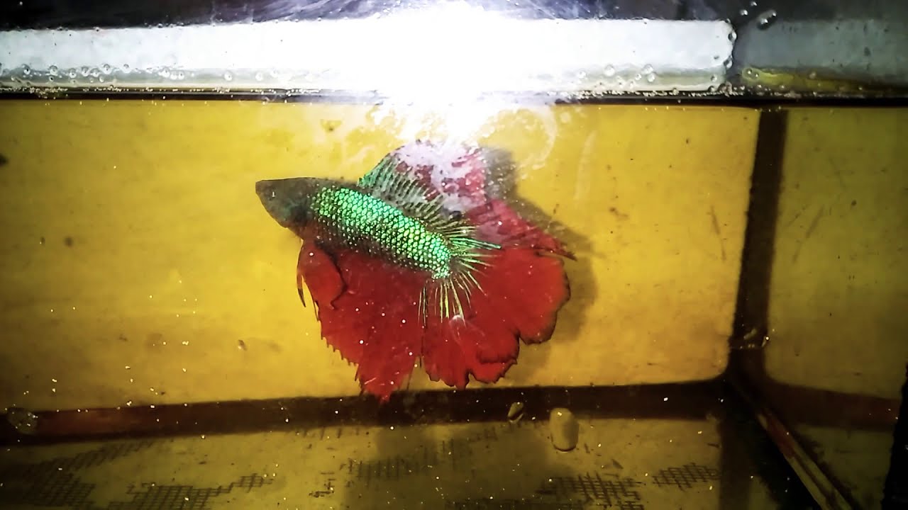 Show Quality Super Delta double feather tail Male Siamese Betta ...