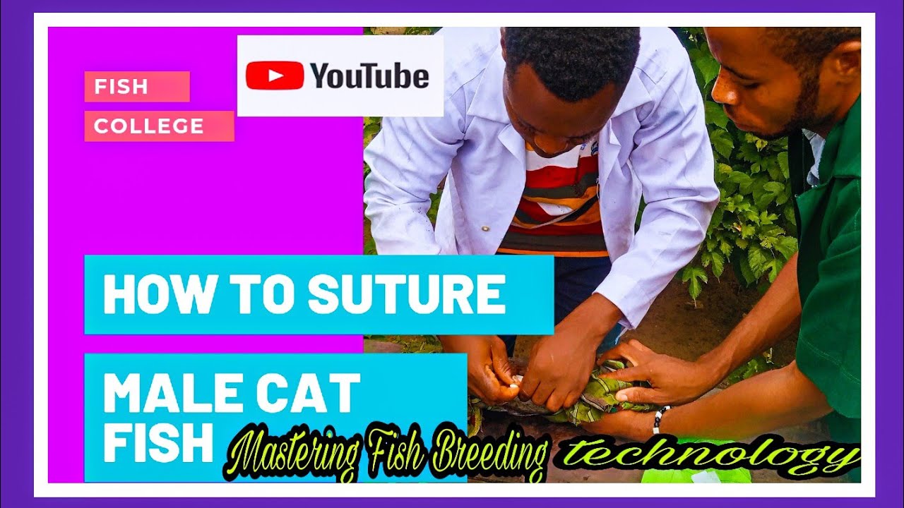 How to Suture male Catfish after dissection. - YouTube