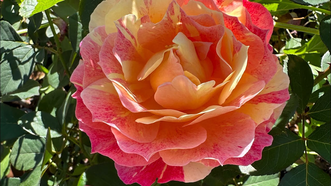 fall rose garden tour / recorrido de mi jardín de rosas en otoño - YouTube