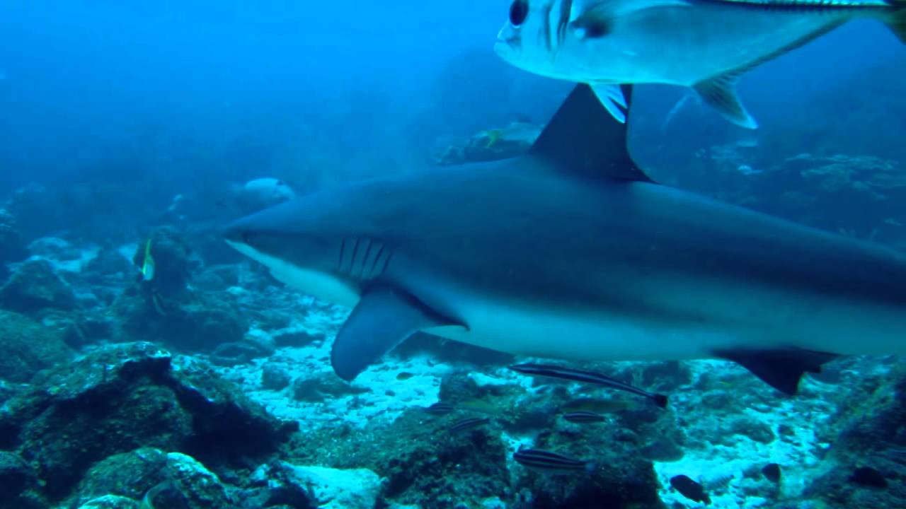 Shark's dance 11 2011 - YouTube