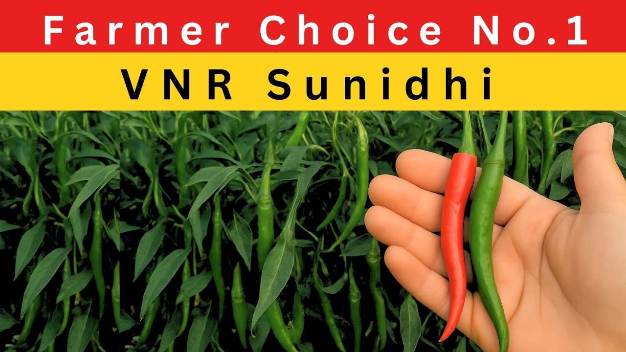 🌶 VNR Sunidhi Hybrid Mirch | High Yield Chilli variety - YouTube