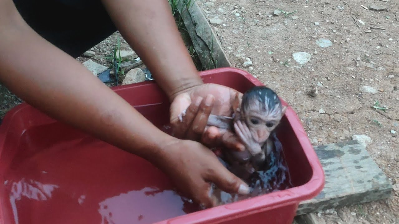 bathing baby monkey Yola small and cute - YouTube