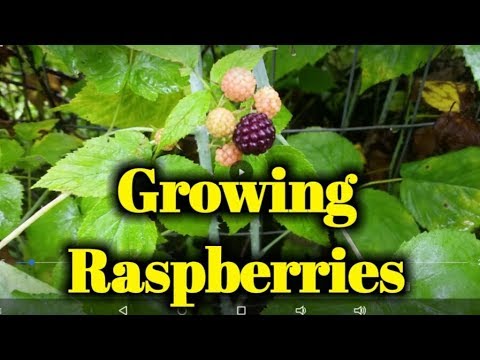 Growing Raspberries Organically In Our Food Forest - YouTube