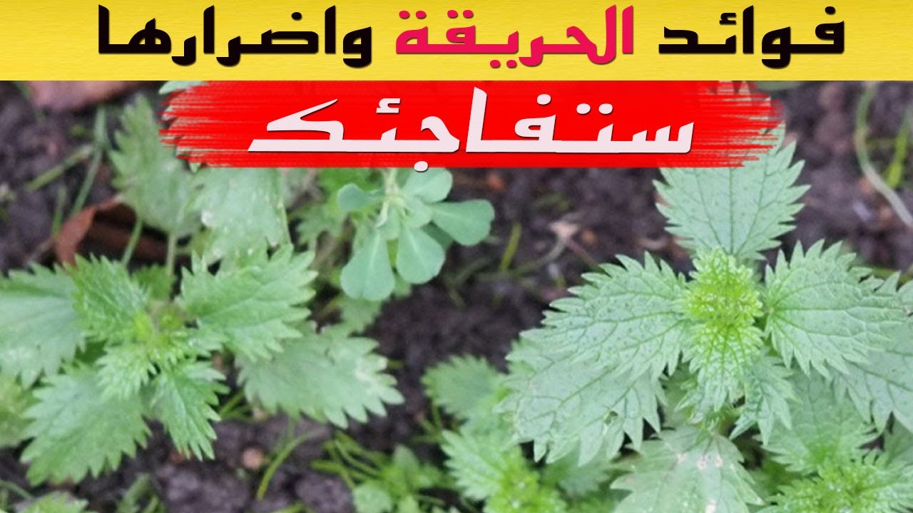 فوائد القريص عشبة القراص تغنيك عن زيارة الطبيب Youtube
