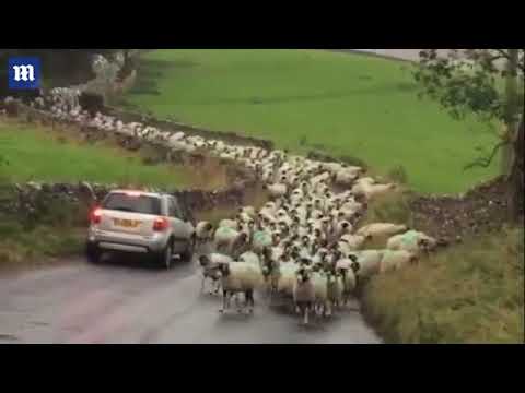 Roads are rammed: 800 sheep bring traffic to complete standstill - YouTube