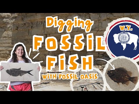 Uncovering Ancient Fossil Fish: Watch Our Excavation in Action! - YouTube