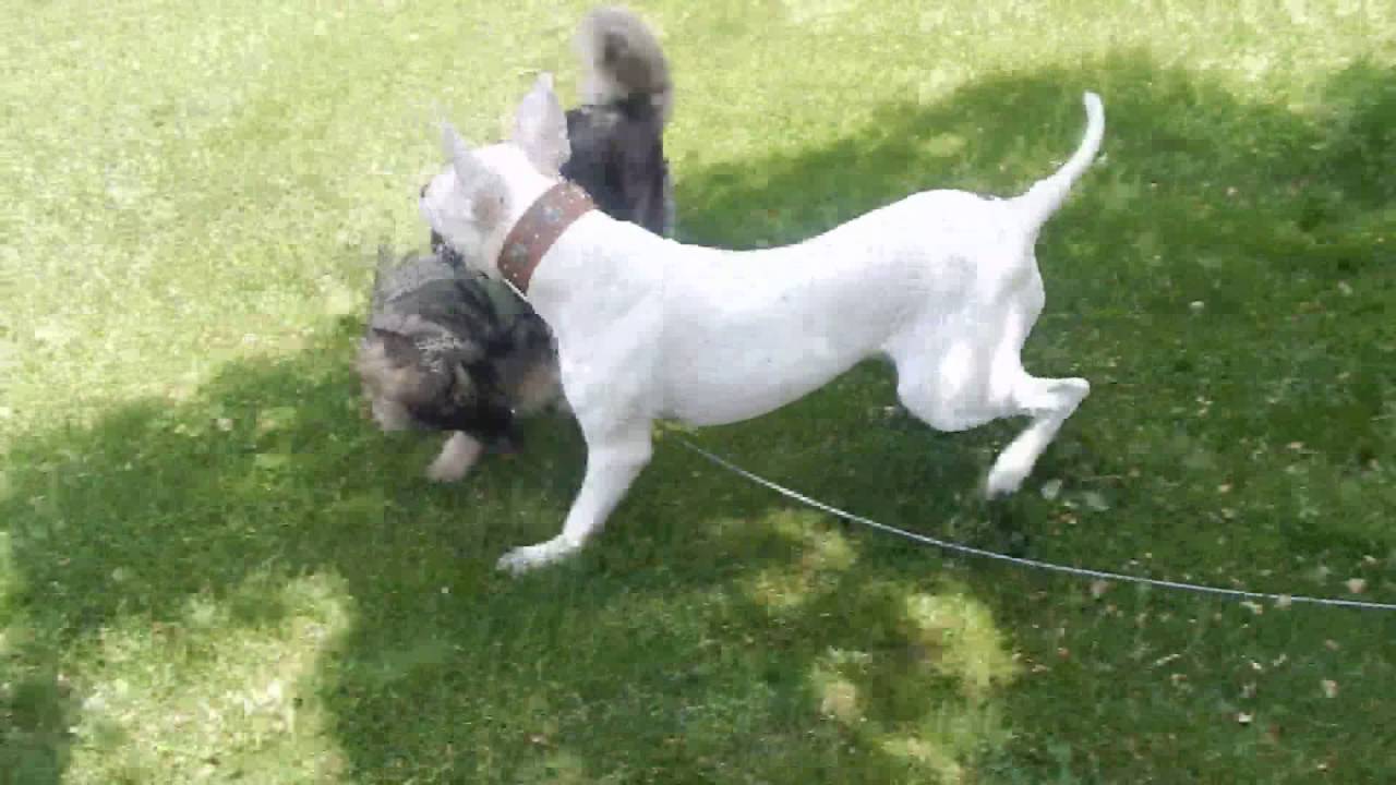 German Shepherd meets Dogo Argentino - YouTube