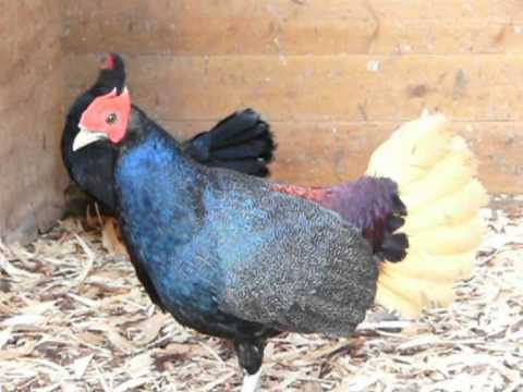 crestless fireback - YouTube