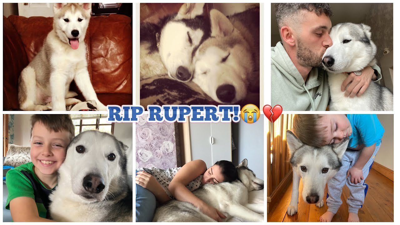 RIP RUPERT!💔. We miss you mate. - YouTube