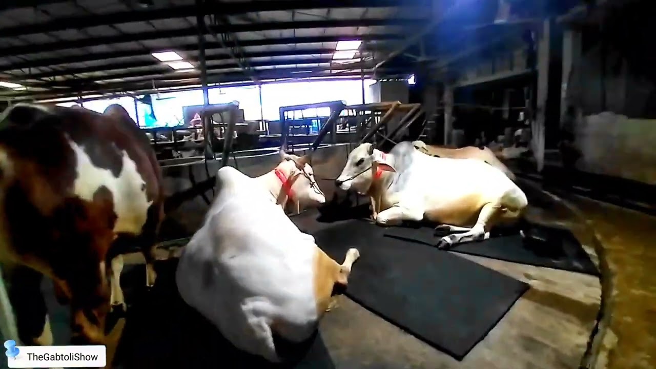Biggest Cow Farm in Bangladesh 2022 | Meghdubi Agro New Collection 2022 ...