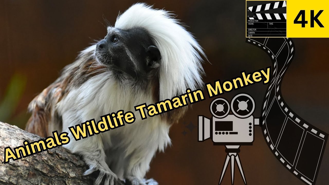 Tamarin Monkey: The Video Description of Tamarin Monkey | Animals ...