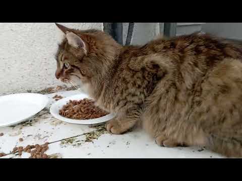 The gluttonous cat never looked at the video 😂 - YouTube