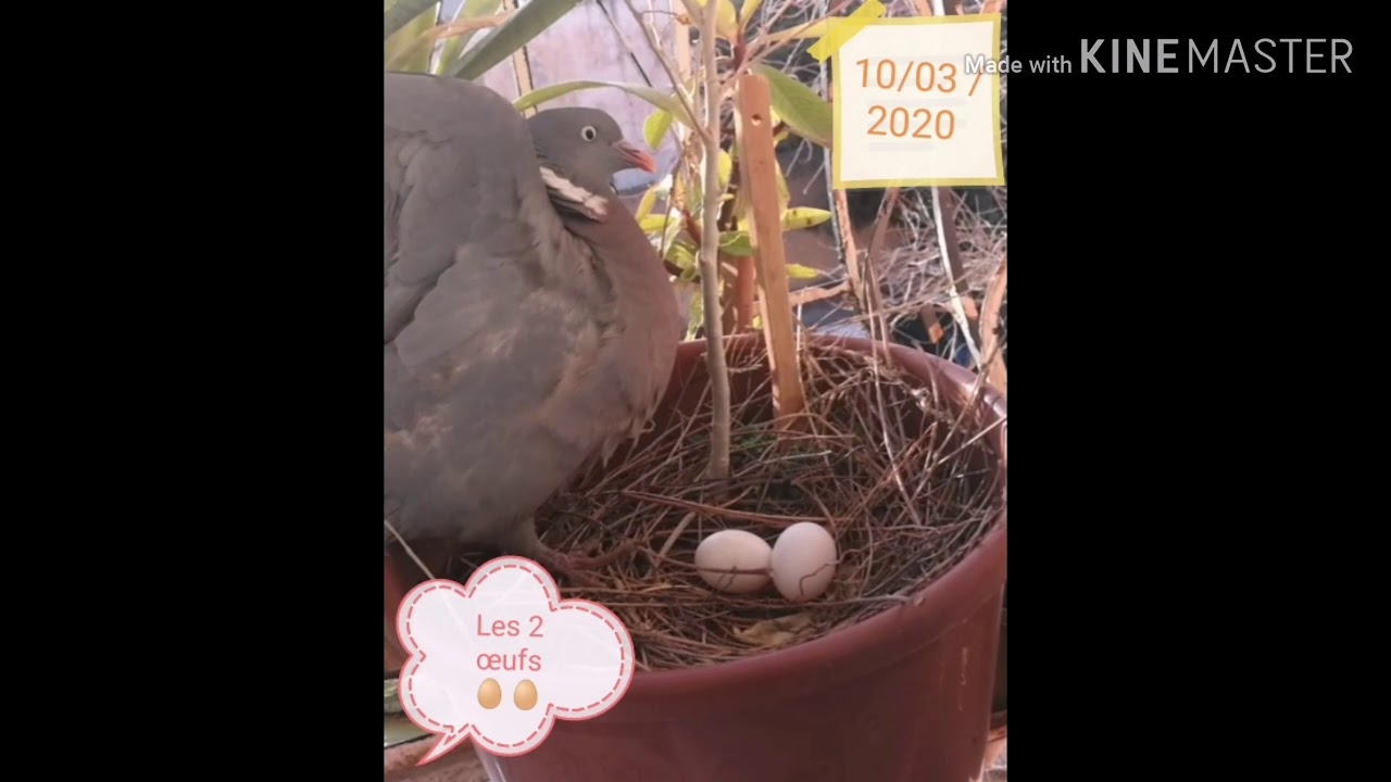 Evolution de la vie des pigeons - YouTube