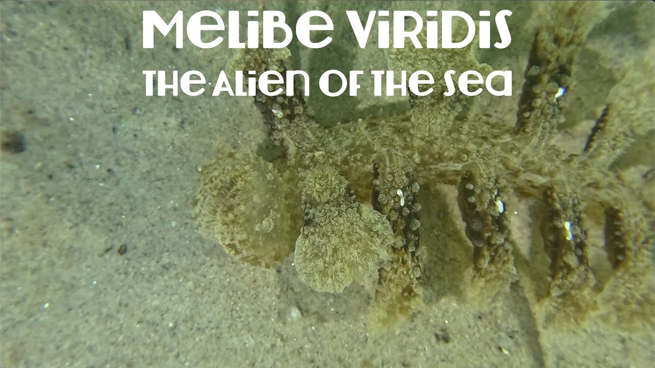 Melibe viridis: The Alien of the Sea - YouTube