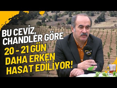 Bu Ceviz, Chandler Göre 20-21 Gün Daha Erken Hasat Ediliyor!
