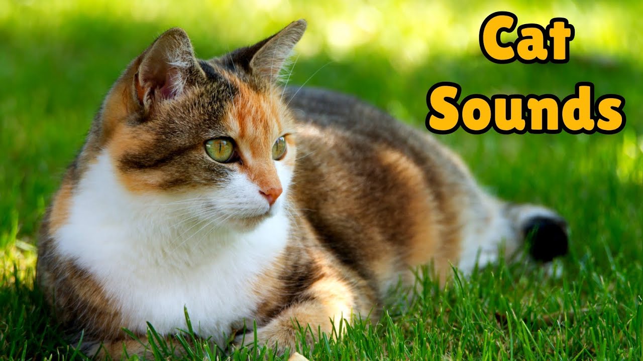🐱 Cat Sounds / Animal Sounds - YouTube