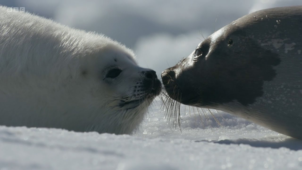 Frozen Planet II Episode 2 - Cuddly Seals, Rock Star Birds and More ...