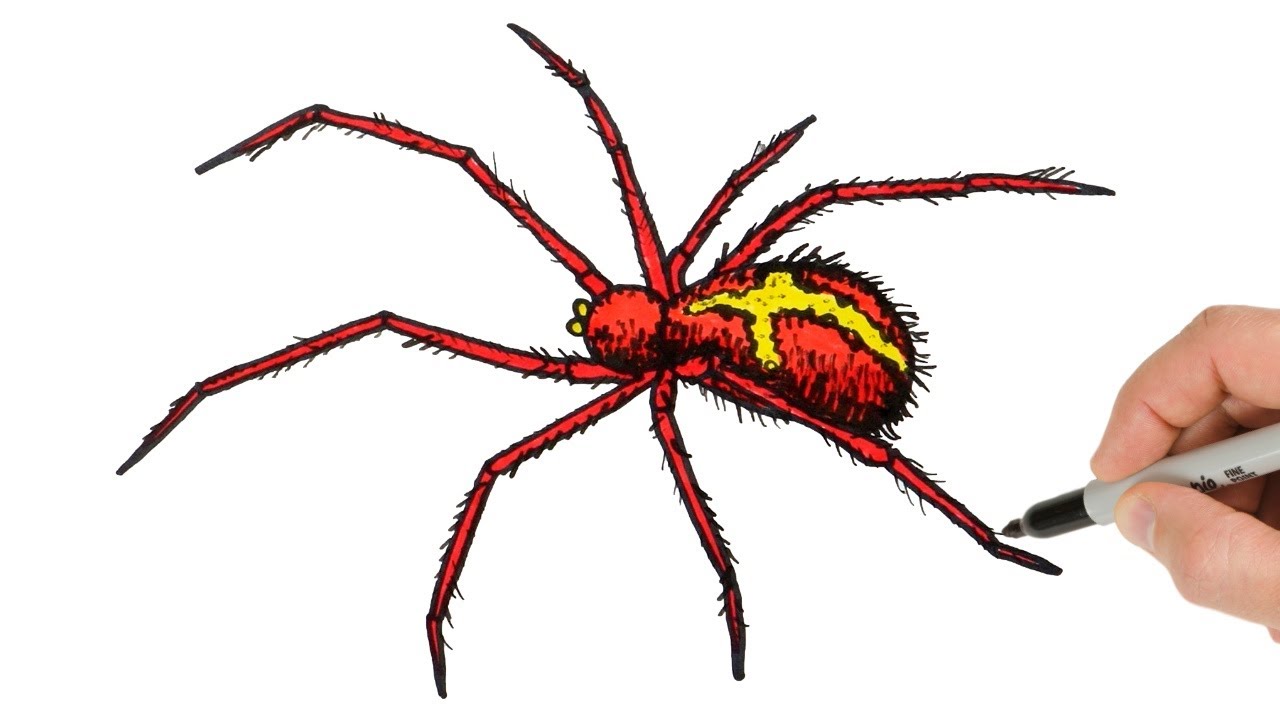 How to Draw a Spider | Easy Animals Insects Drawings - YouTube